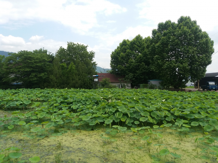 밀양 연꽃단지’ 드론으로 병해충 방제