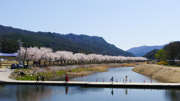 “봄을 담아가세요”…원주천서 6~7일 게릴라 벚꽃 버스킹