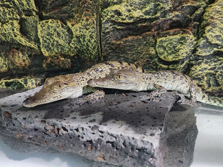 국립생태원, 국제적 멸종위기동물 보호 ‘해외 이관’ 추진